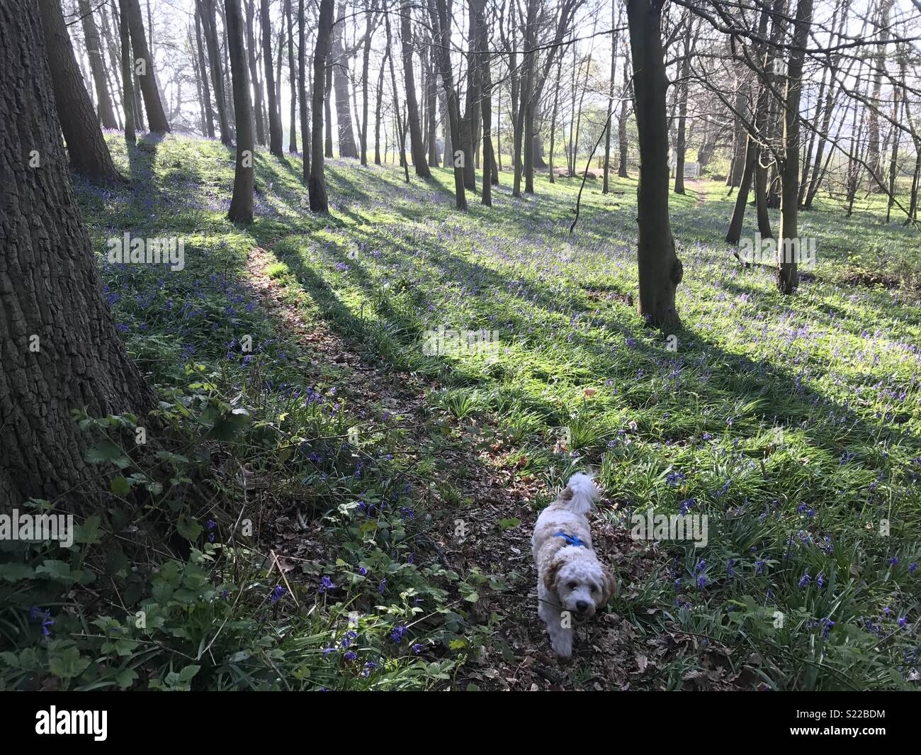 Chantries High Resolution Stock Photography and Images - Alamy