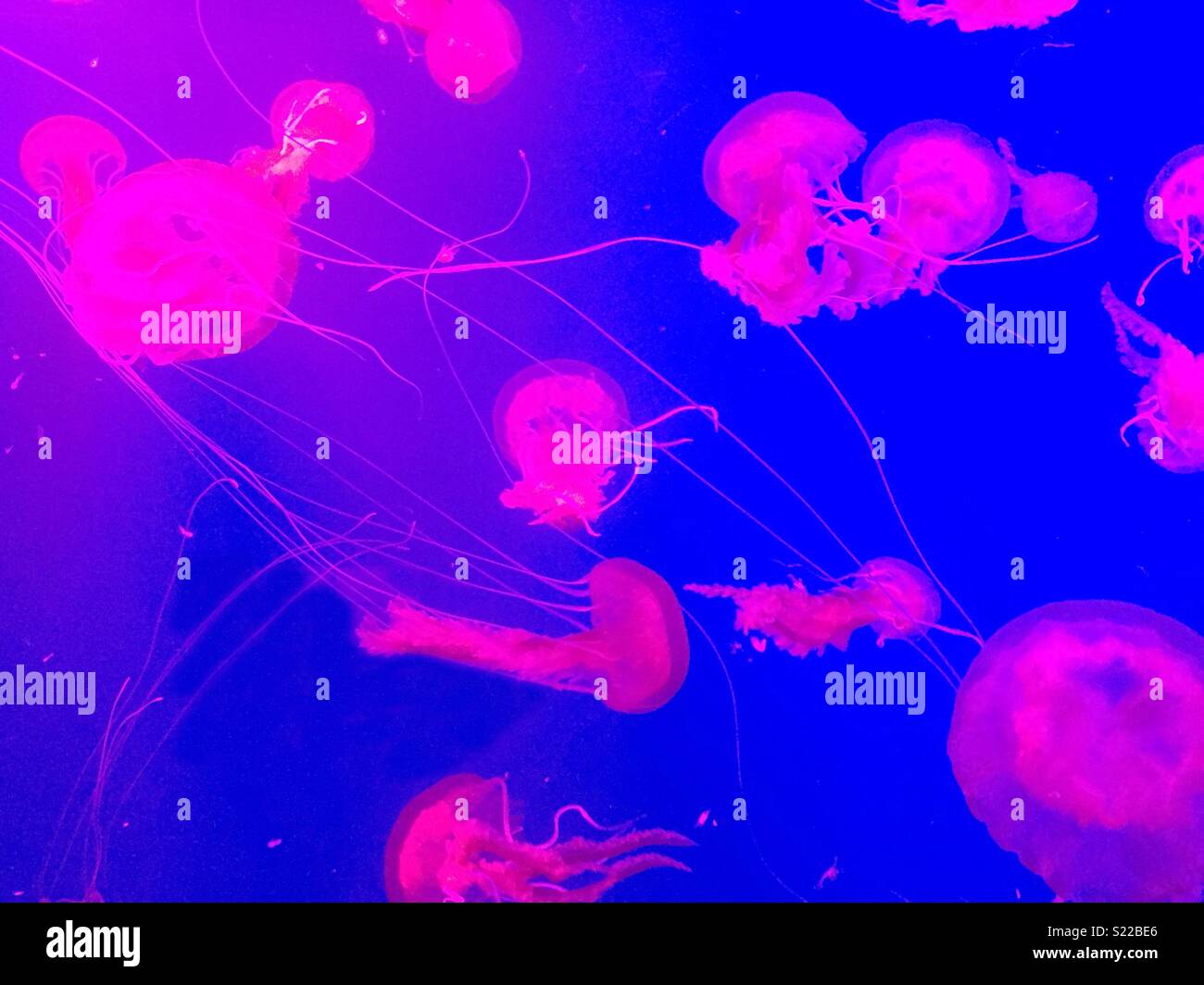 Neon purple fish hi-res stock photography and images - Alamy