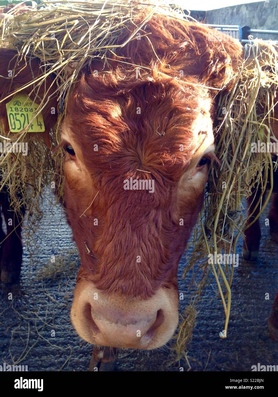 Hairy cow hi-res stock photography and images - Alamy