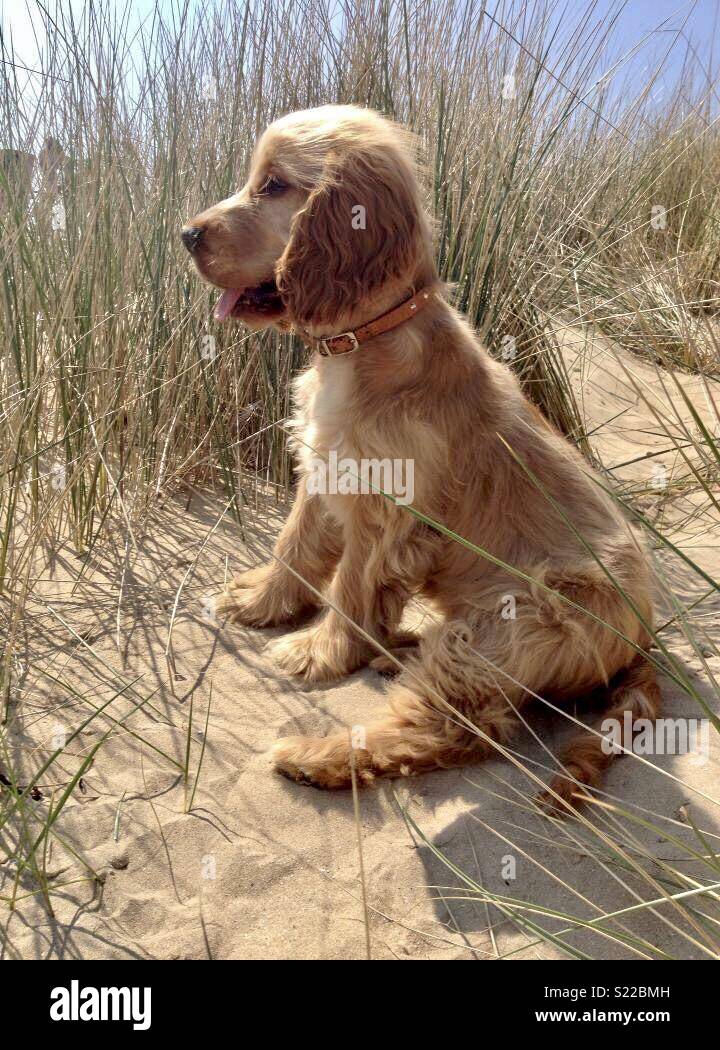 Little mutt face Stock Photo - Alamy