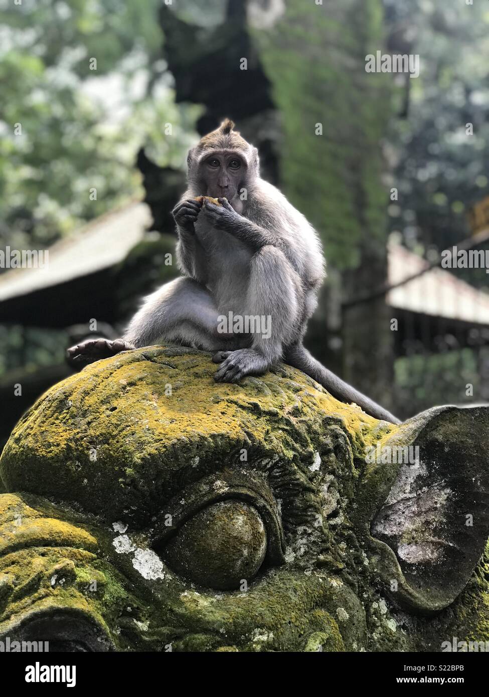 Monkey Sanctuary, Ubud Stock Photo - Alamy