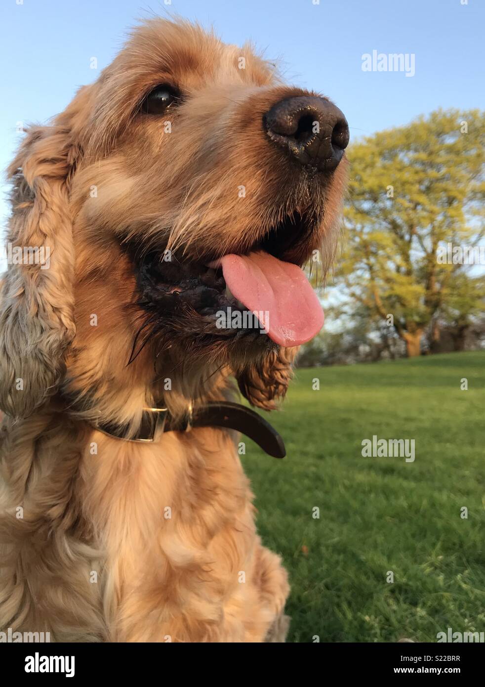 Mutt sitting hi-res stock photography and images - Alamy