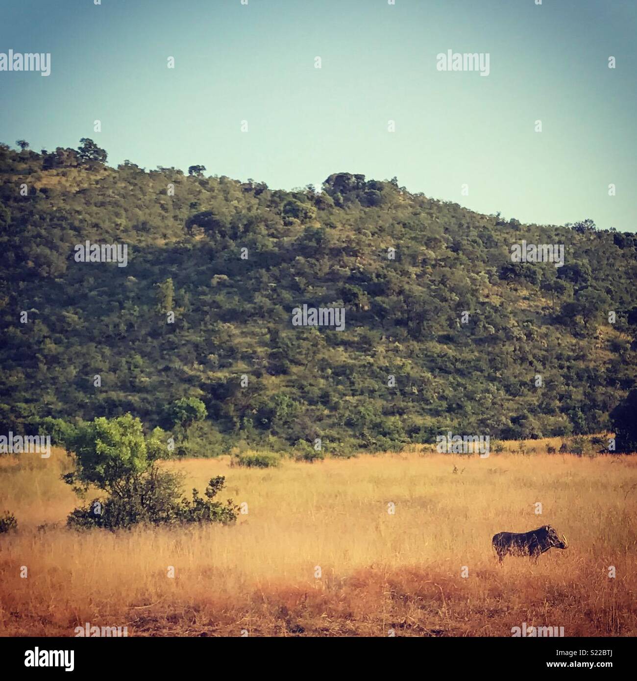 Wart hog hi-res stock photography and images - Alamy