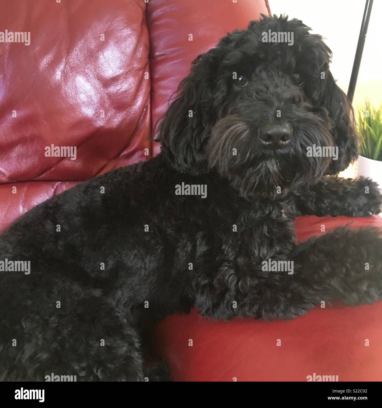 Black cockapoo hi-res stock photography and images - Alamy