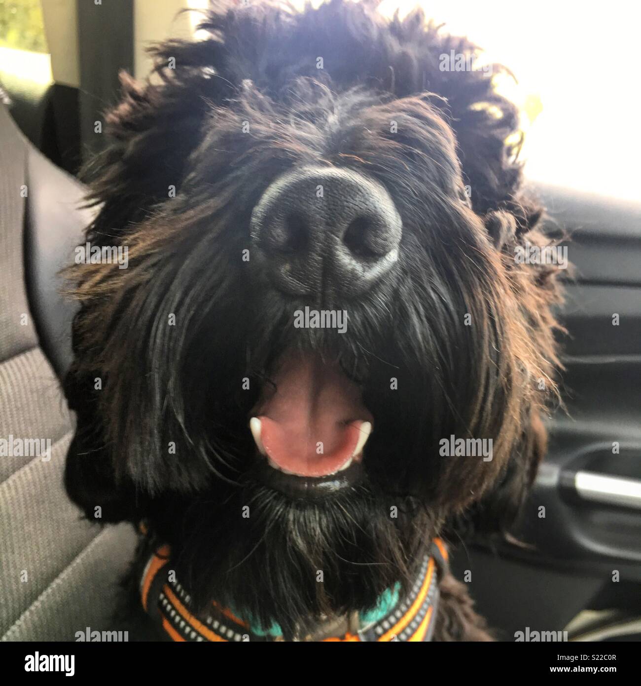 Cockapoo smiling hi-res stock photography and images - Alamy