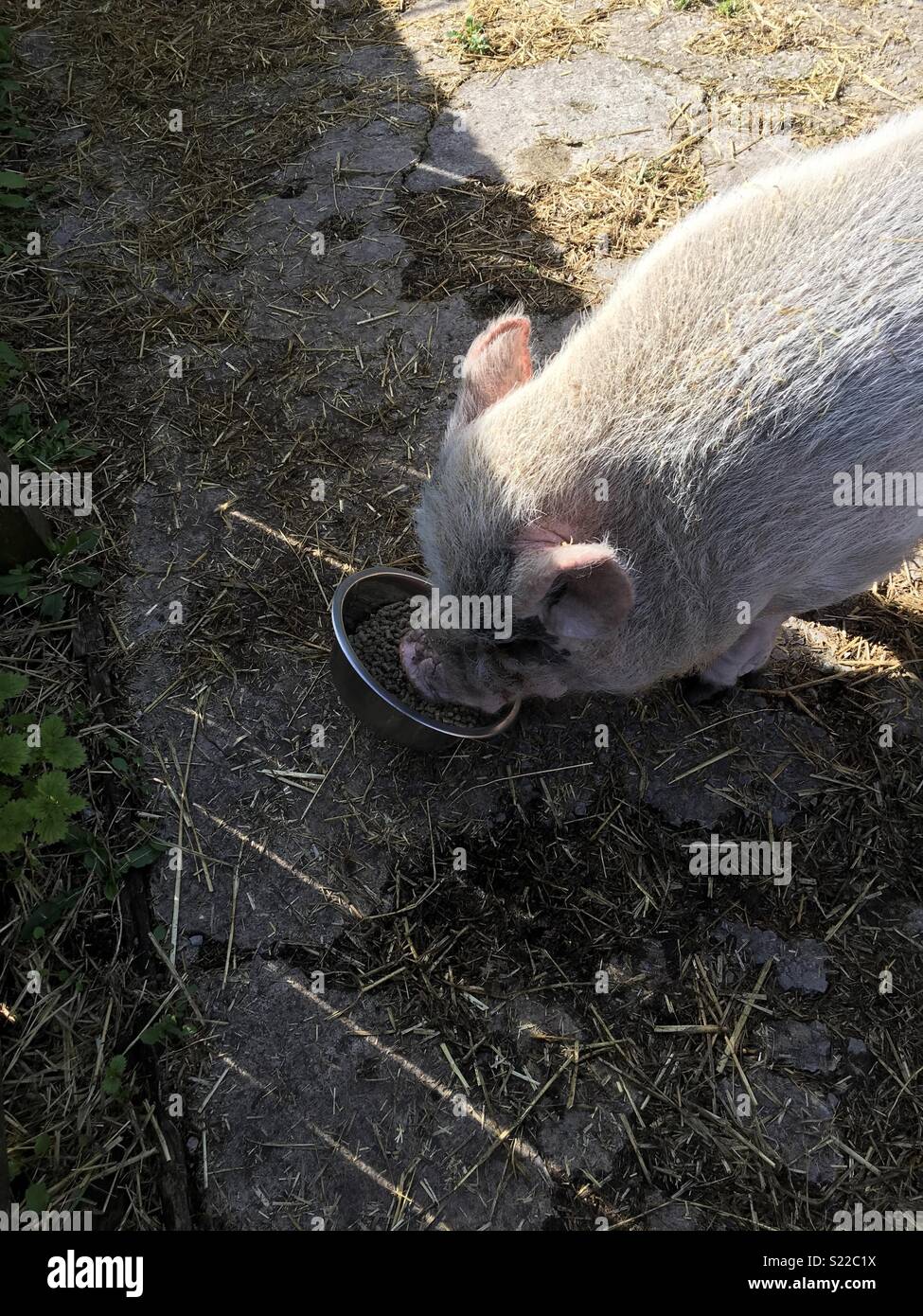 Pig trough hi-res stock photography and images - Alamy
