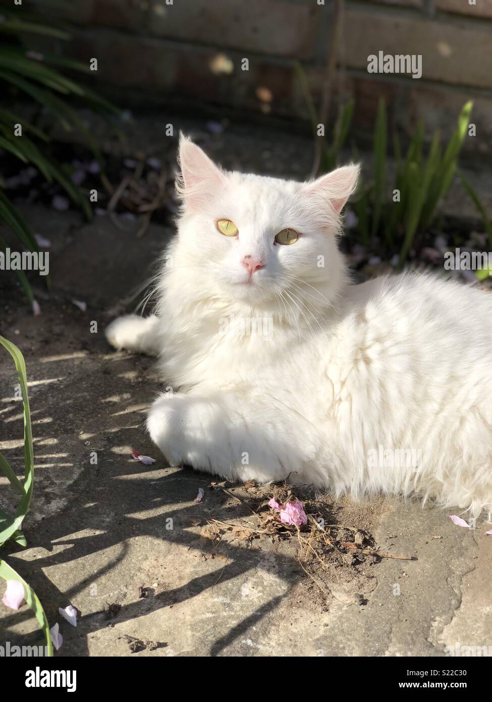 Sunshine cat hi-res stock photography and images - Alamy