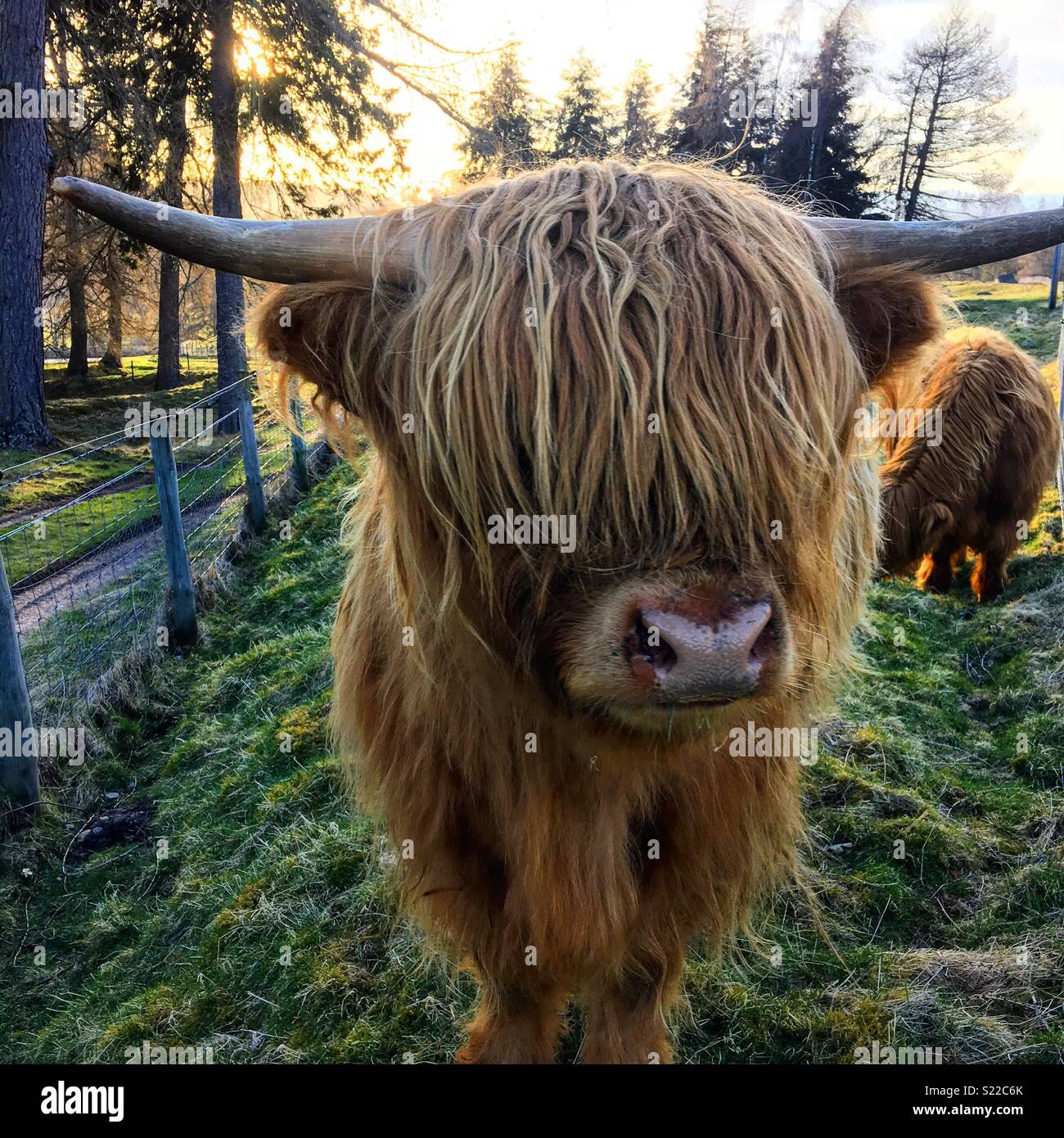 Golden cow hi-res stock photography and images - Alamy
