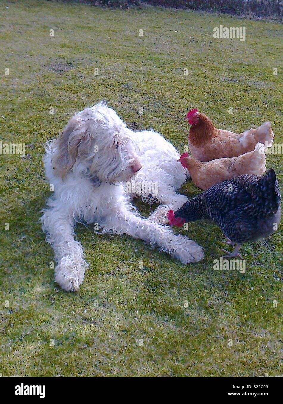 Dog and hens-good friends Stock Photo - Alamy