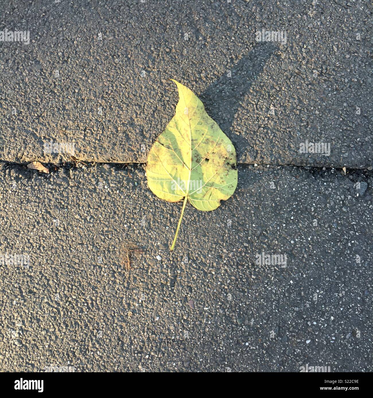 Concrete and leaf hi-res stock photography and images - Alamy