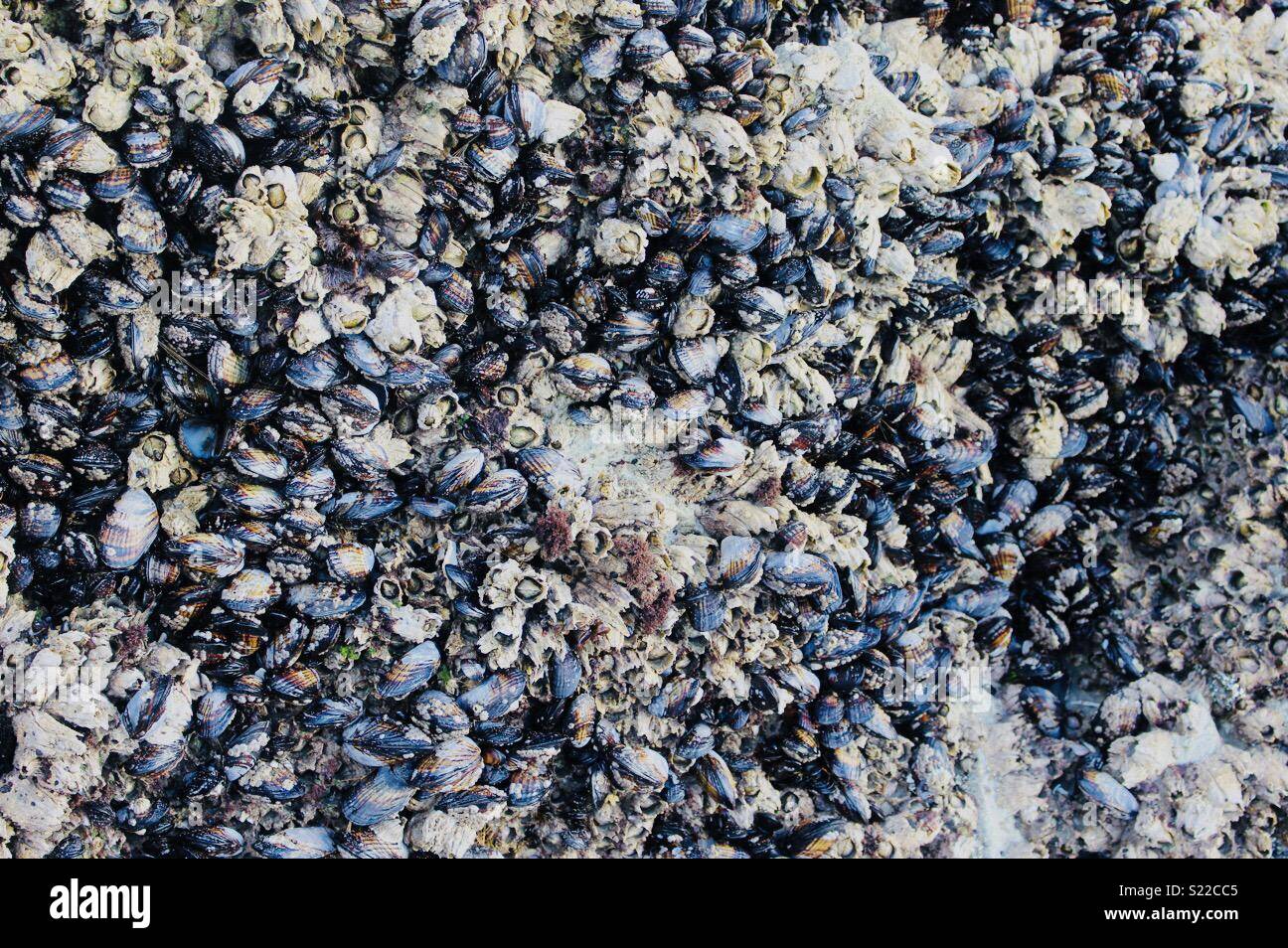 Dead mussels hi-res stock photography and images - Alamy