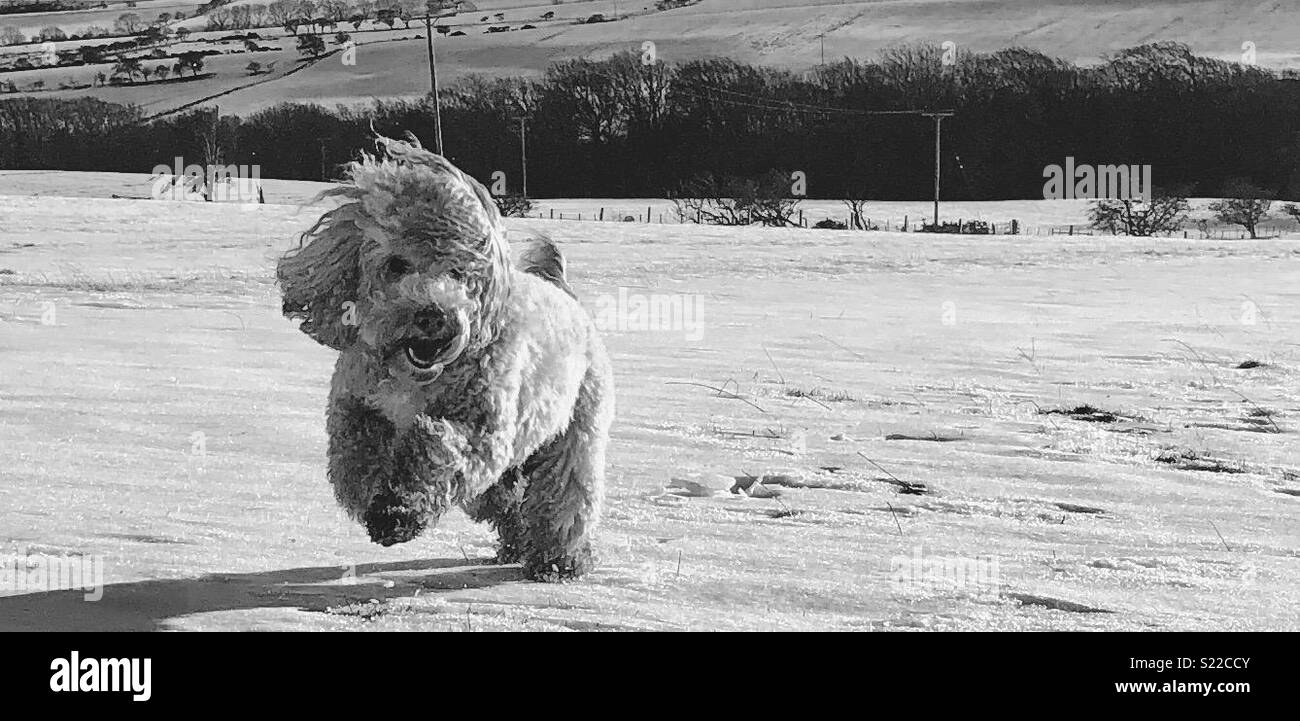 Running cockapoo Black and White Stock Photos & Images - Alamy