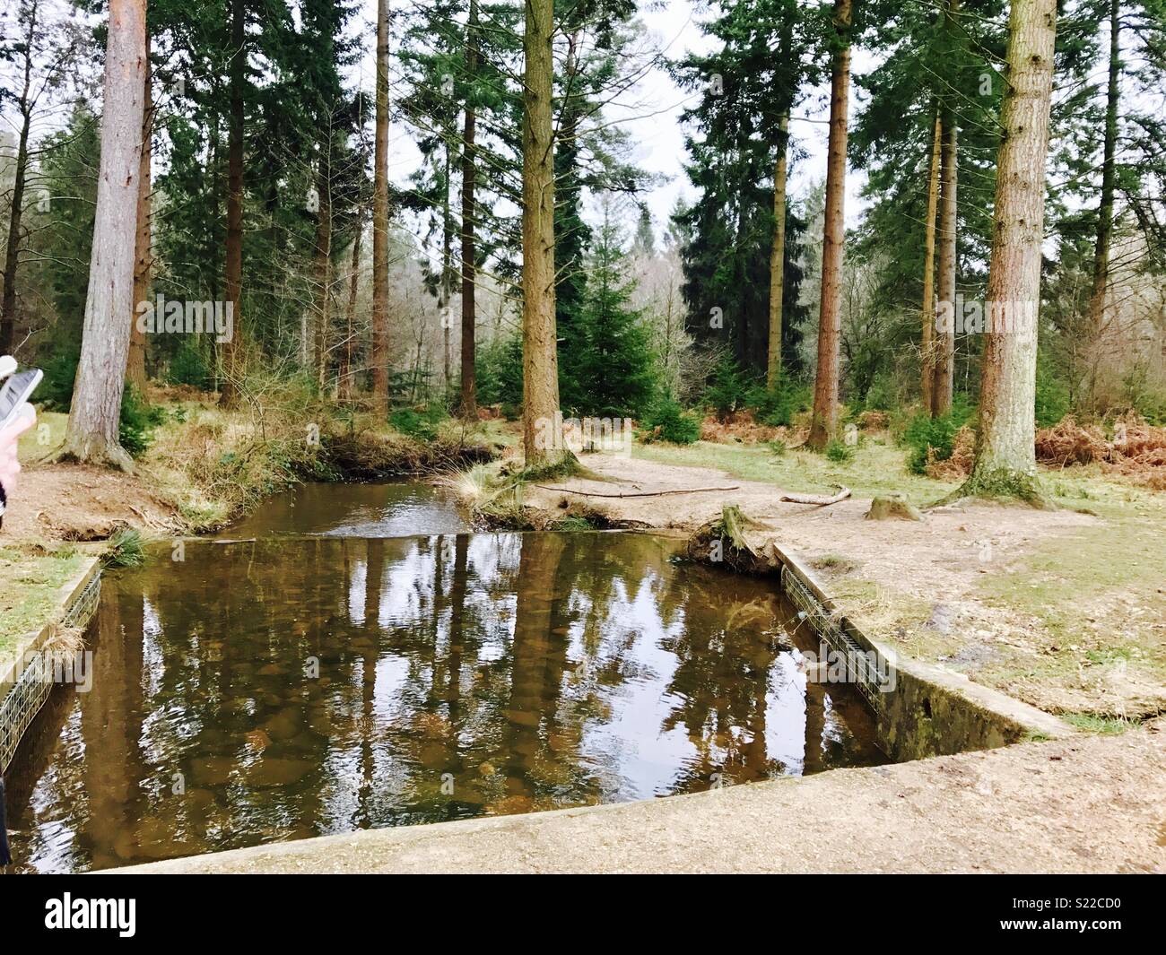 Natural forest scenery New Forest Stock Photo - Alamy