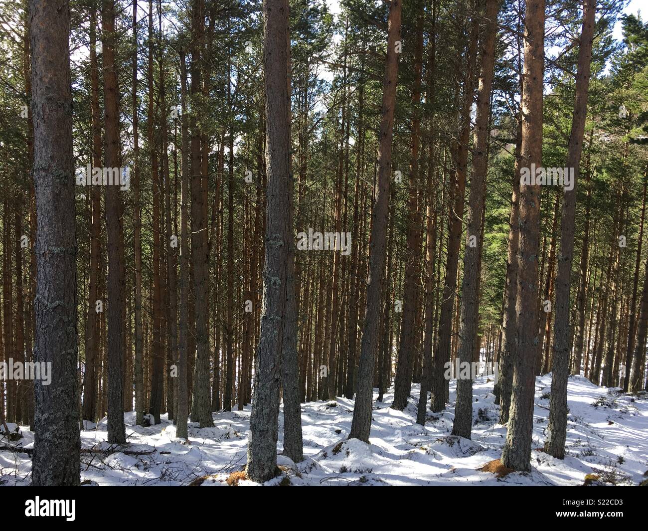 Tall lines hi-res stock photography and images - Alamy