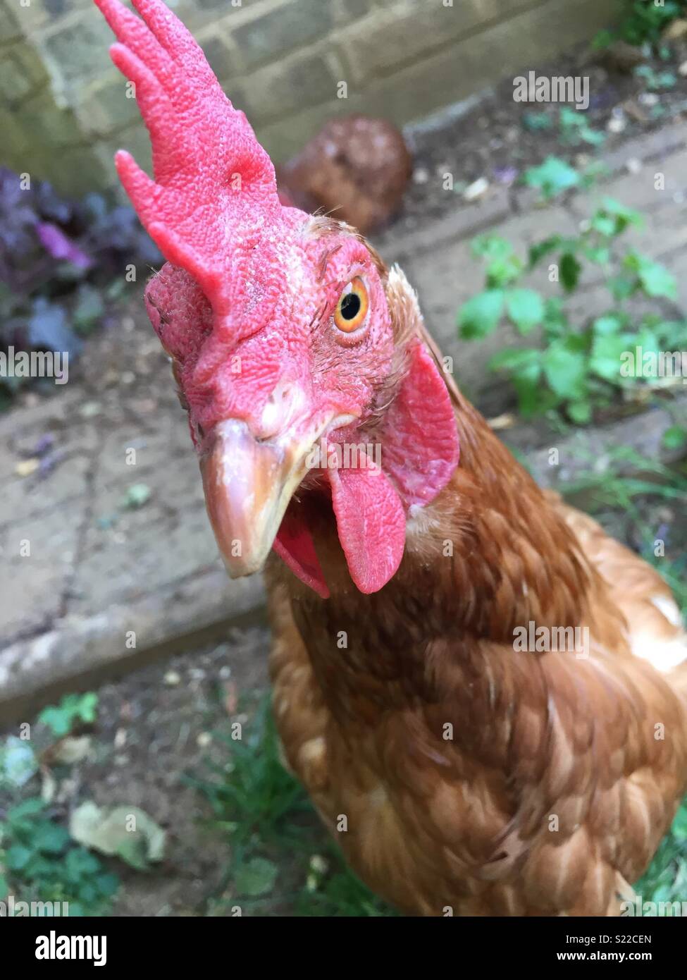 Chicken head hi-res stock photography and images - Alamy