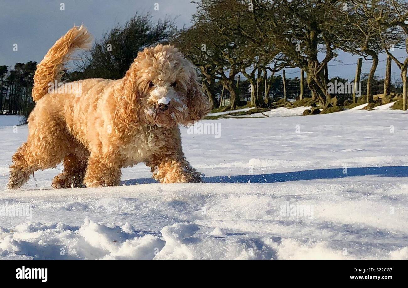 Dougal, the cockapoo, playing in the snow in Northumberland Stock Photo ...