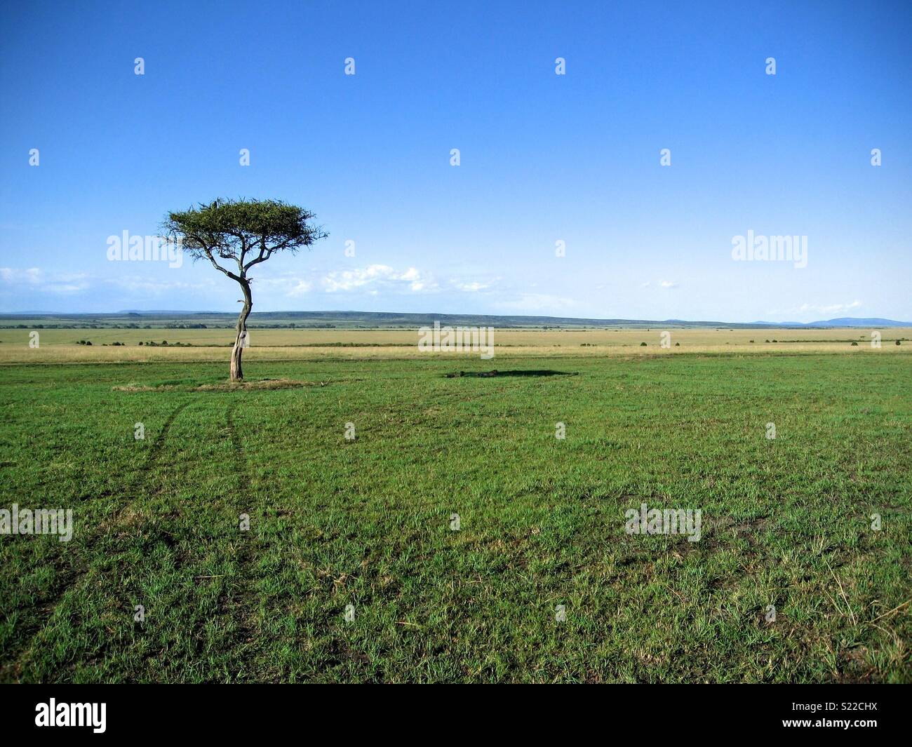 African amazon hi-res stock photography and images - Alamy