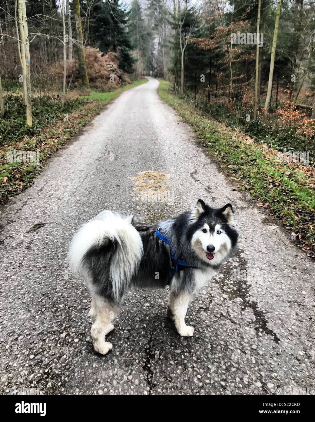 Husky in Forest Stock Photo - Alamy