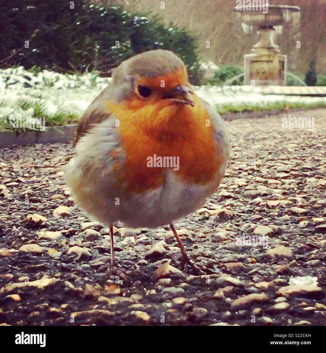 Robin posing hi-res stock photography and images - Alamy