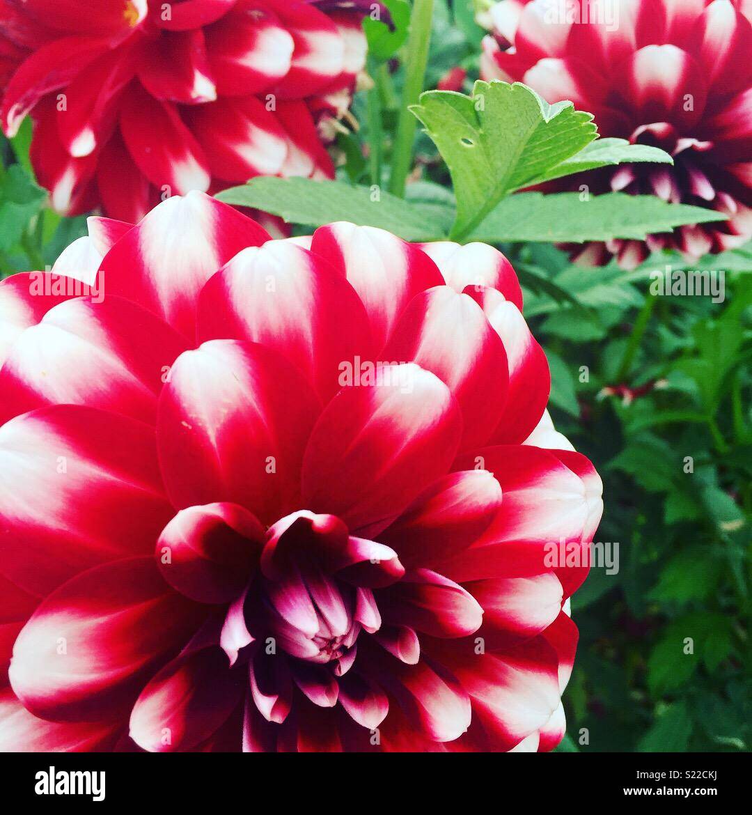 Beautiful blooms hi-res stock photography and images - Alamy
