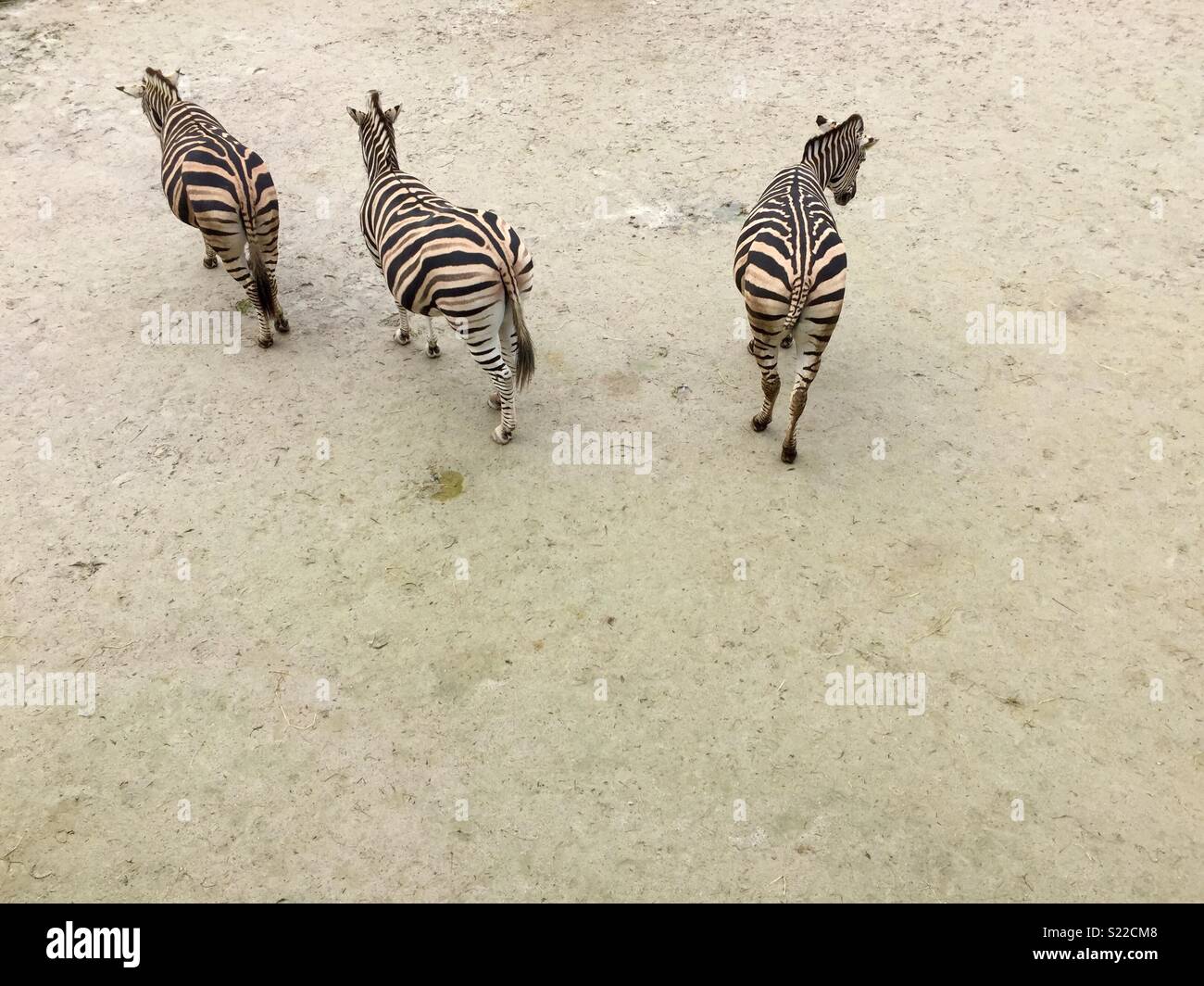 Three zebras from above on plain background Stock Photo - Alamy