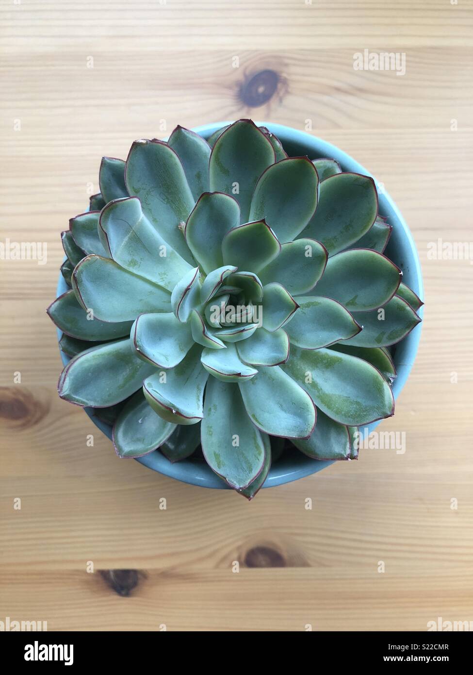 Green plant in vase top down Stock Photo - Alamy