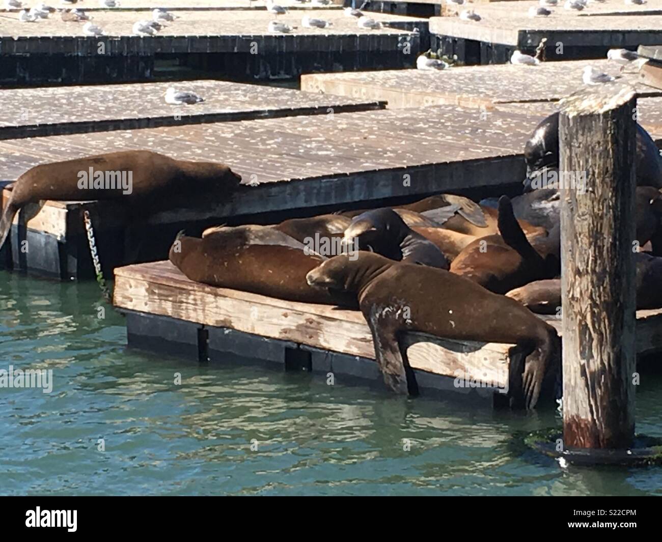 San Francisco Seals High Resolution Stock Photography and Images - Alamy