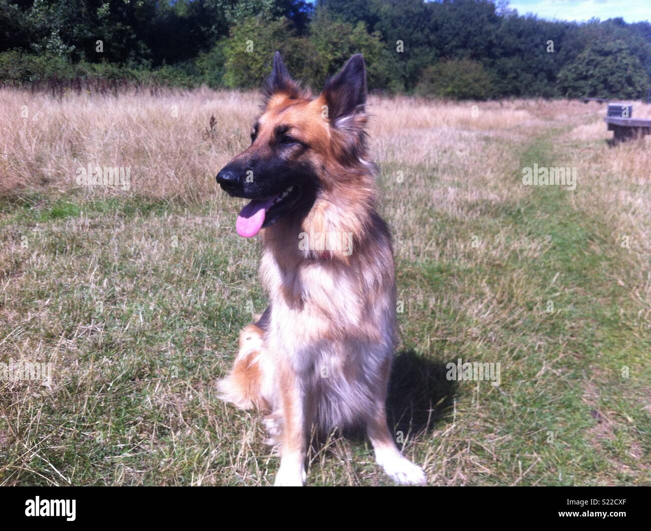 German shepherd in field hi-res stock photography and images - Alamy