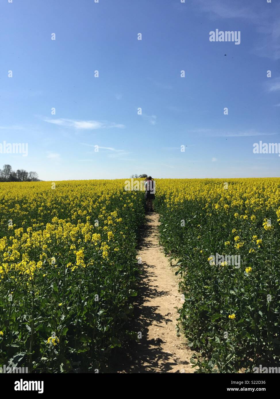 Path through the rape field Stock Photo - Alamy