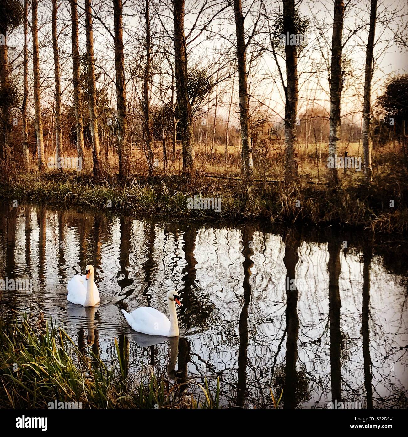A pair of swans on the Bridgwater & Taunton canal Stock Photo - Alamy