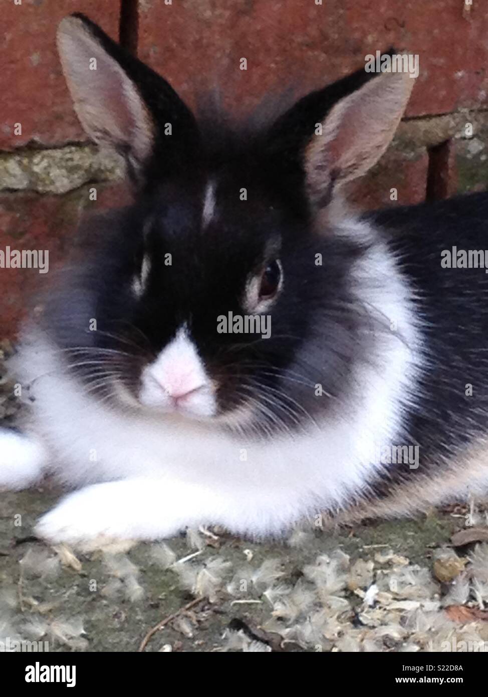 Fluffy bunny resting Stock Photo - Alamy