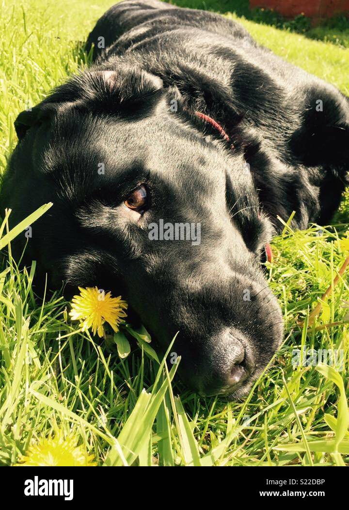 Lily the Lab Stock Photo - Alamy
