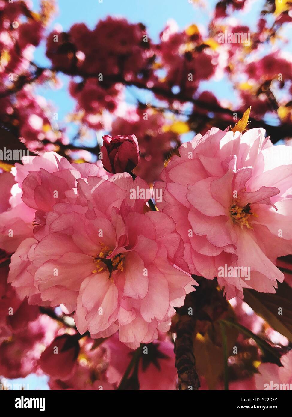 May tree flowers hi-res stock photography and images - Alamy