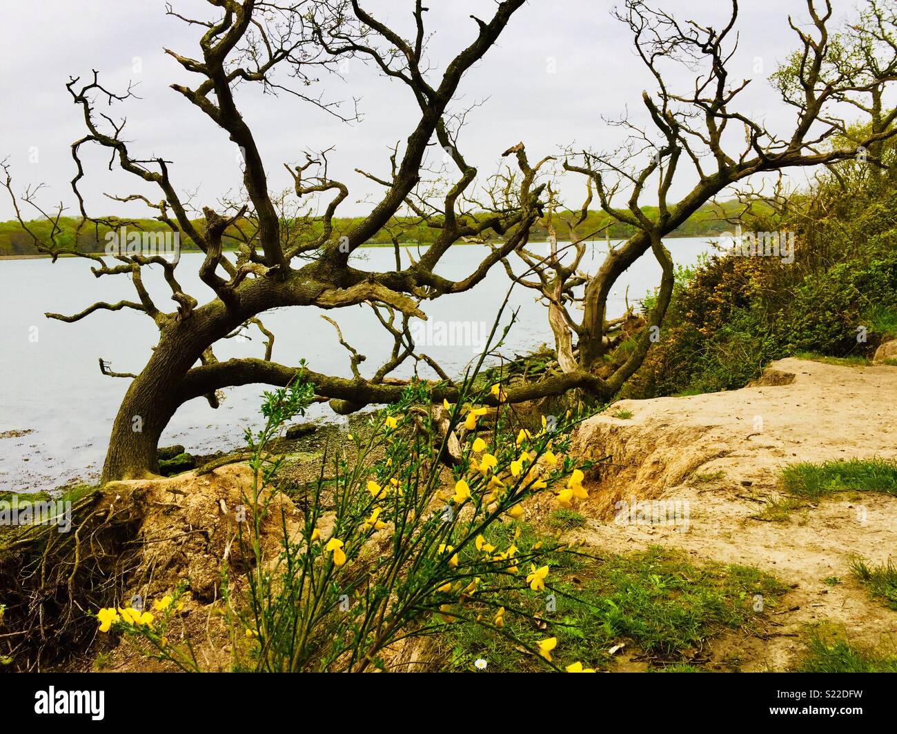Wind blown tree hi-res stock photography and images - Alamy