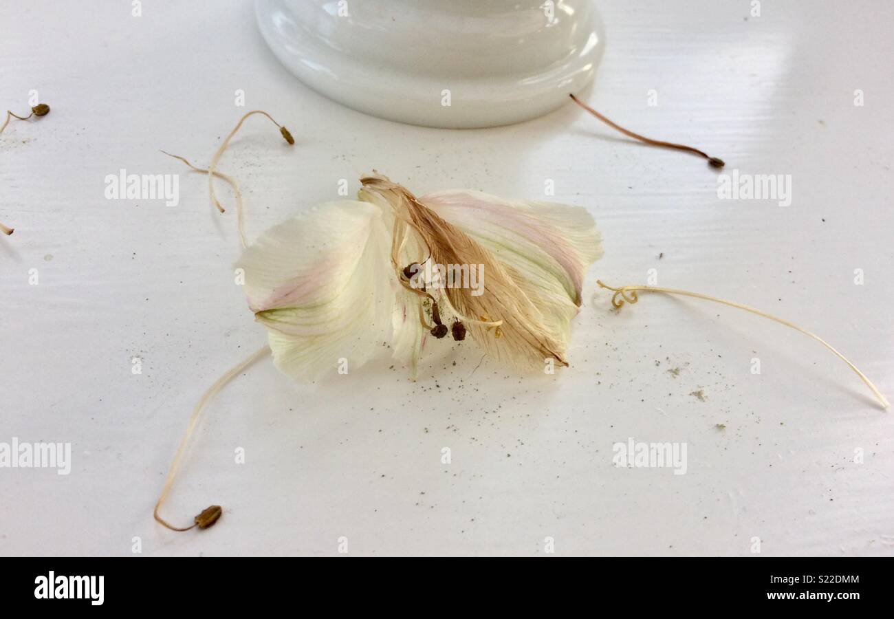 Fallen flower petals Stock Photo - Alamy