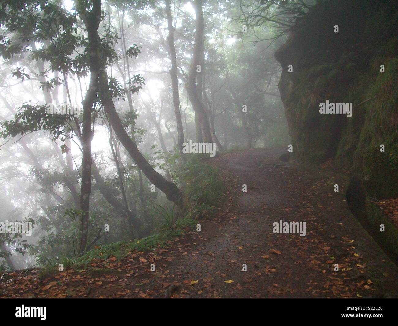 Misty path hi-res stock photography and images - Alamy