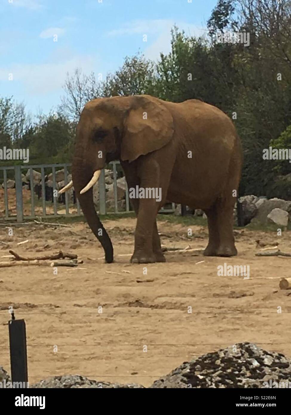Jumbo the elephant zoo hi-res stock photography and images - Alamy