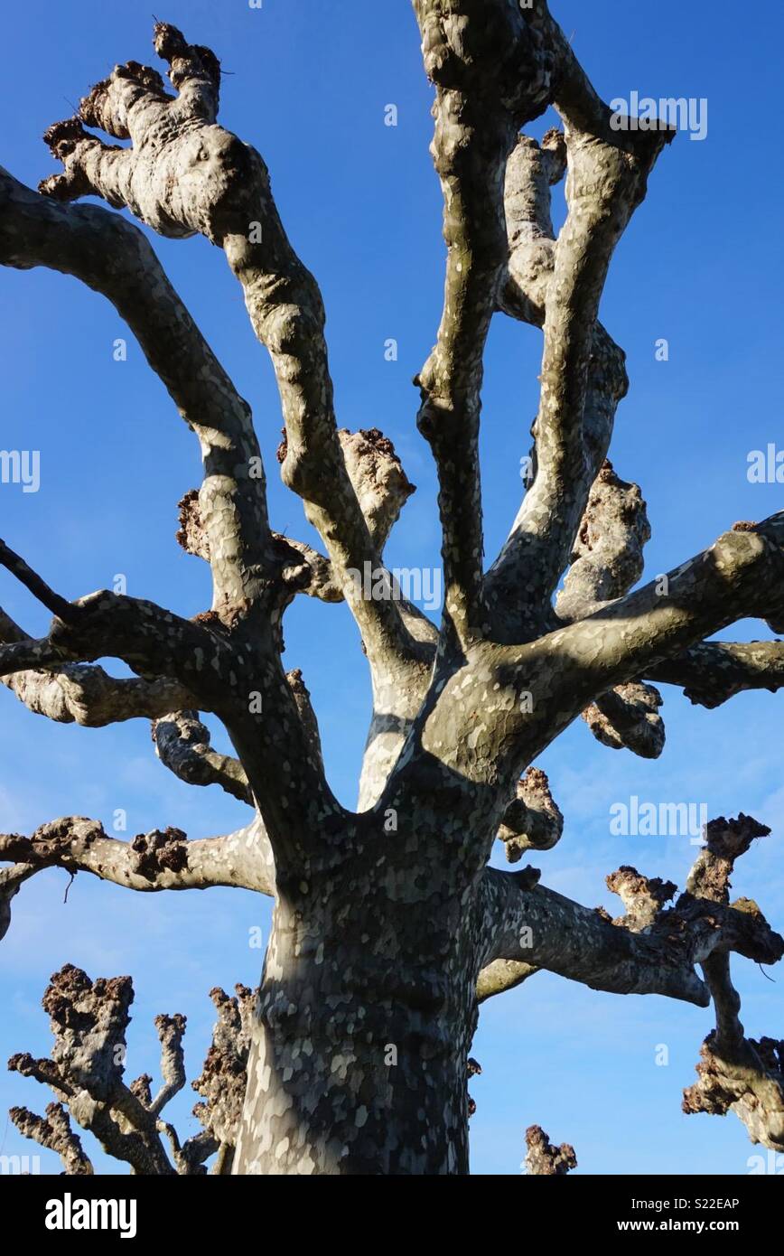 Bald tree hi-res stock photography and images - Alamy