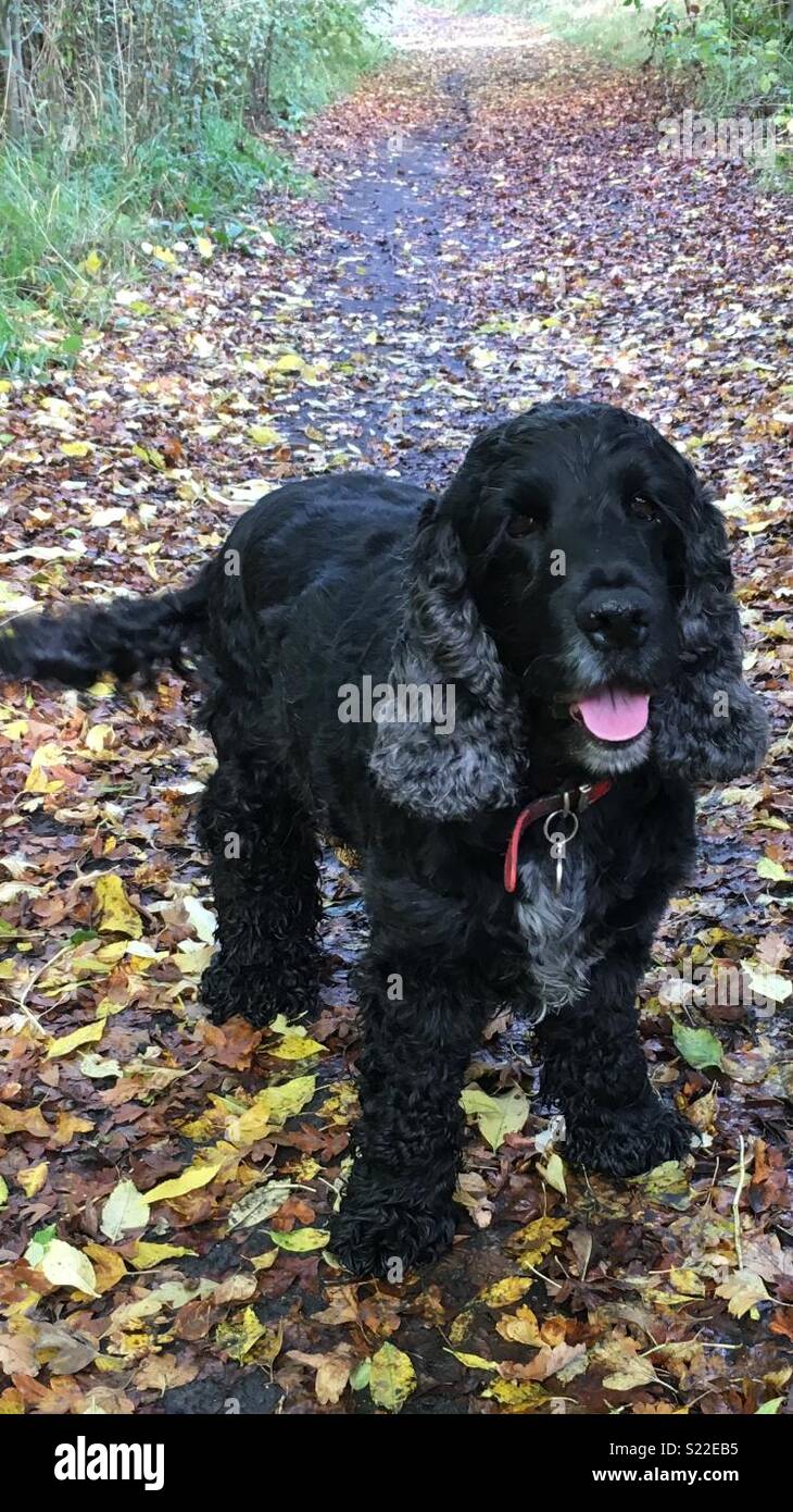 George the cocker spaniel Stock Photo - Alamy