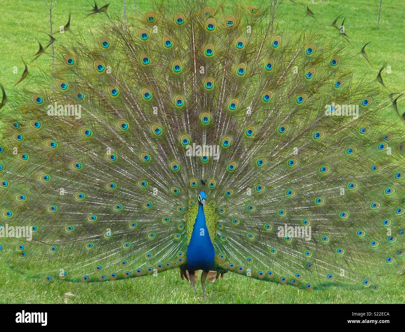 In full glory hi-res stock photography and images - Alamy