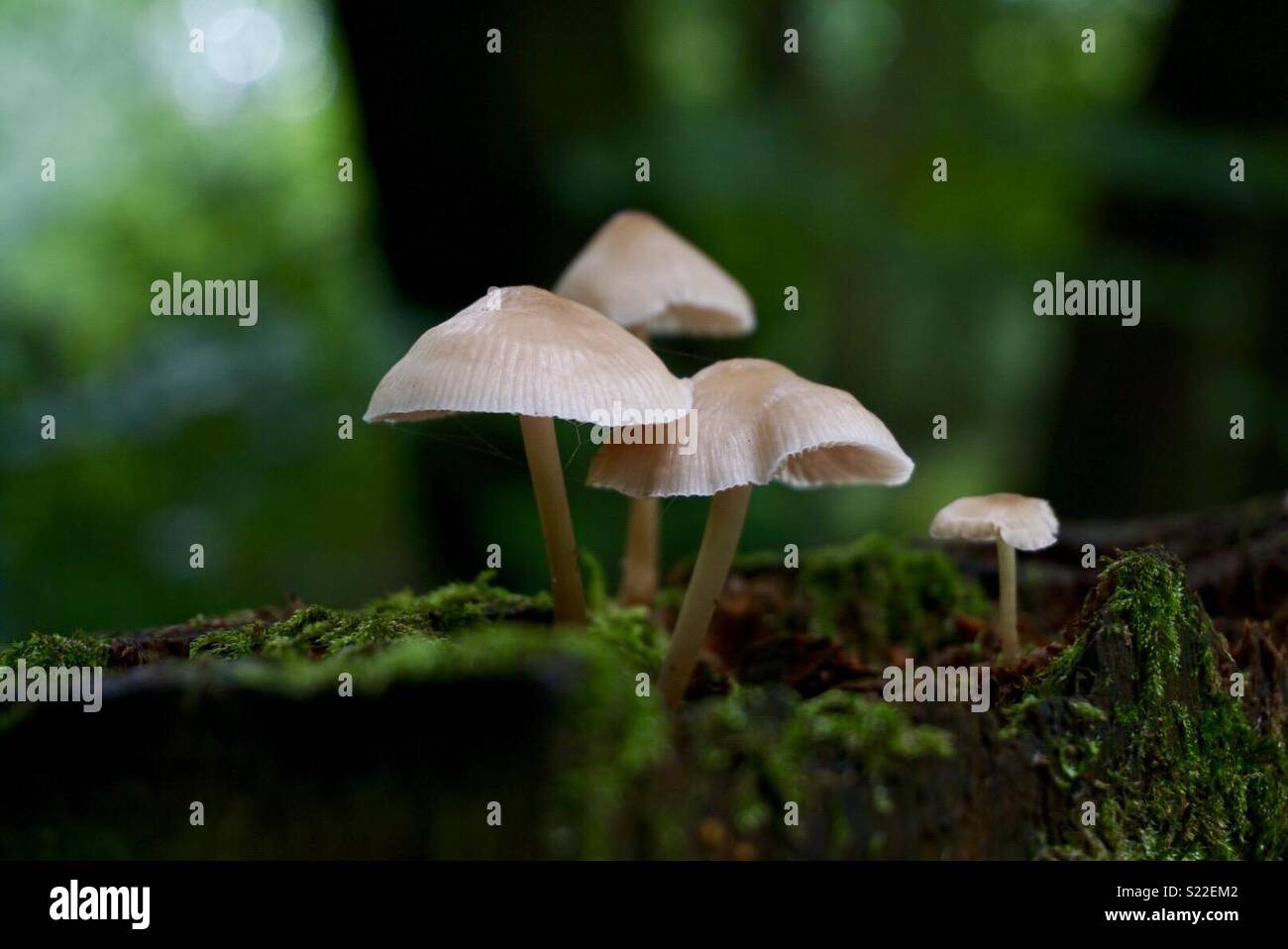 Fungi close up Stock Photo - Alamy
