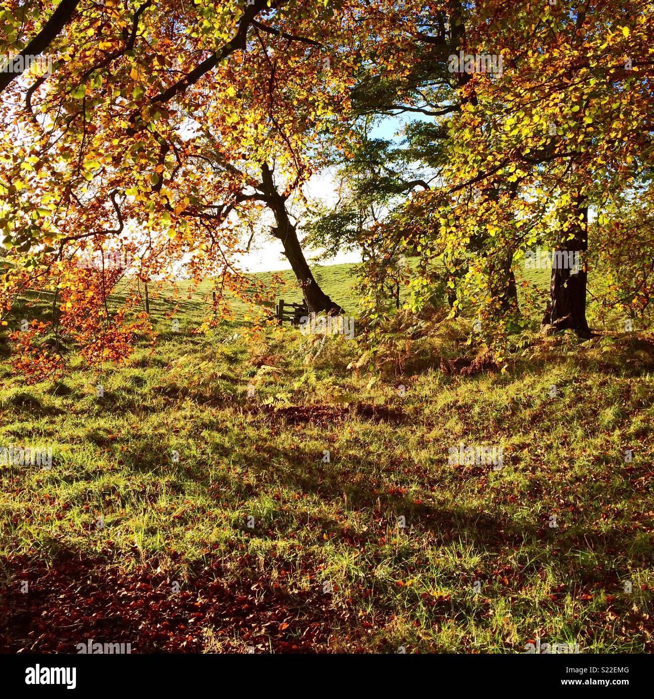 Carlisle - autumn Stock Photo - Alamy