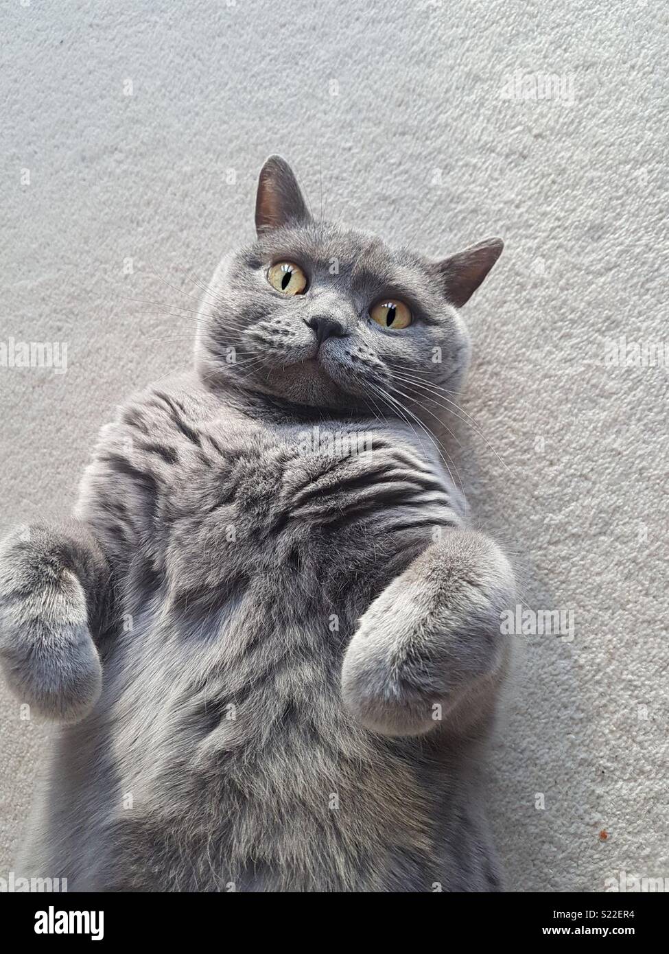 British blue showing off her fluffy belly Stock Photo - Alamy
