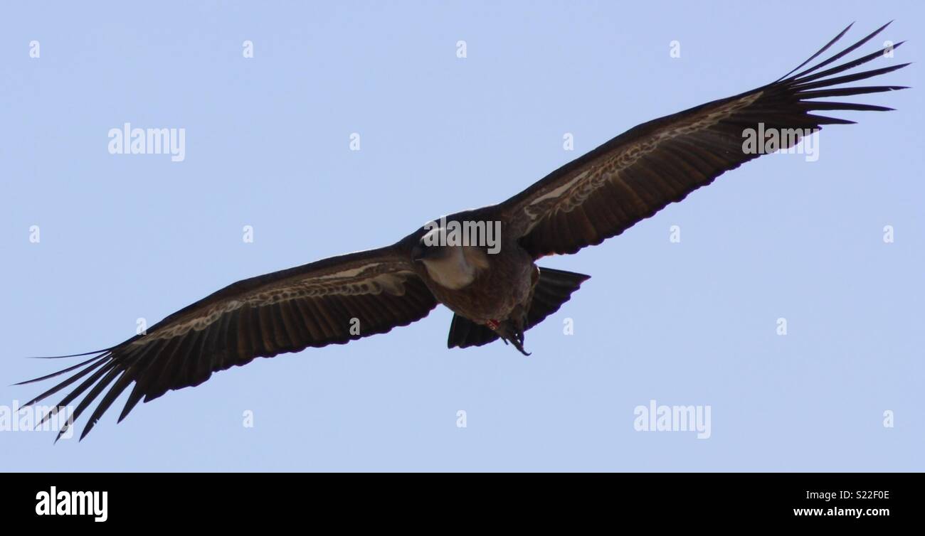 Spread eagle hi-res stock photography and images - Alamy