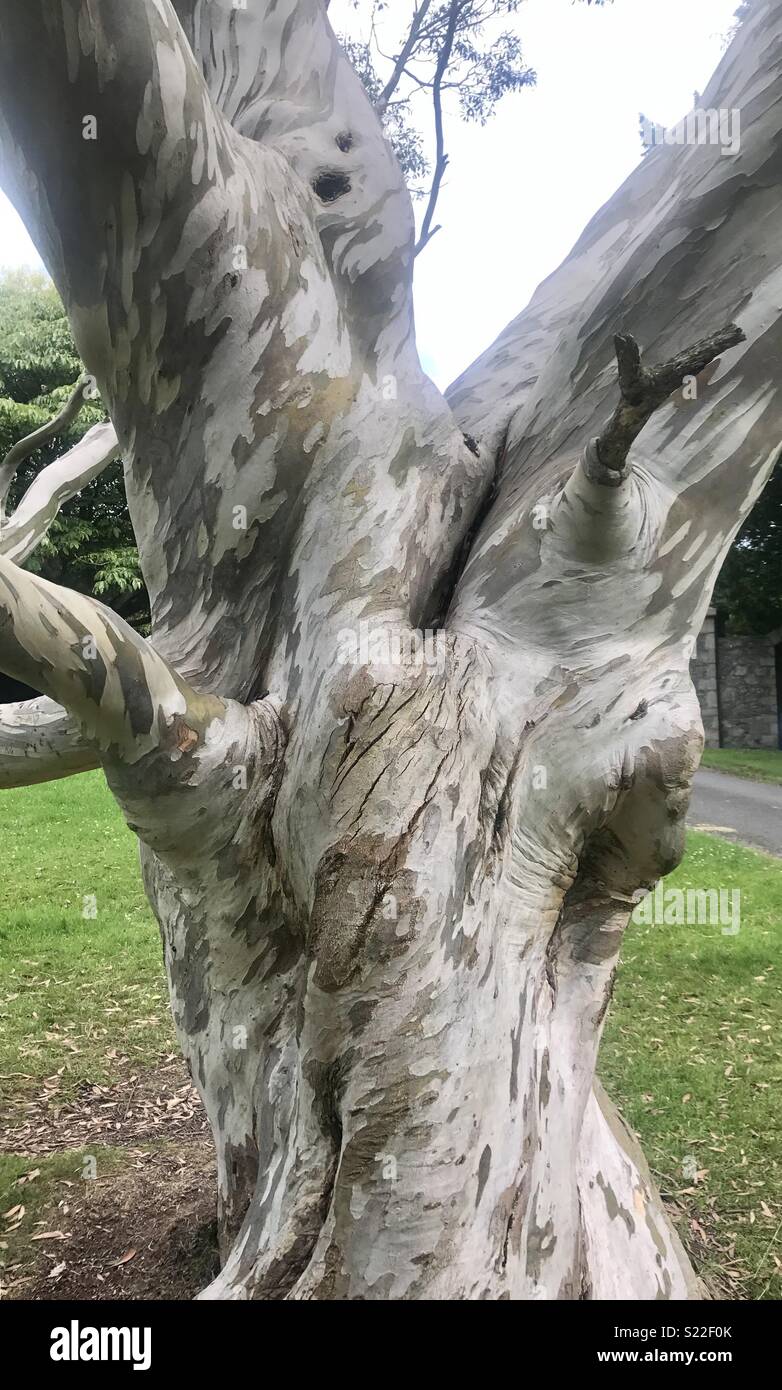 Unusual tree hi-res stock photography and images - Alamy