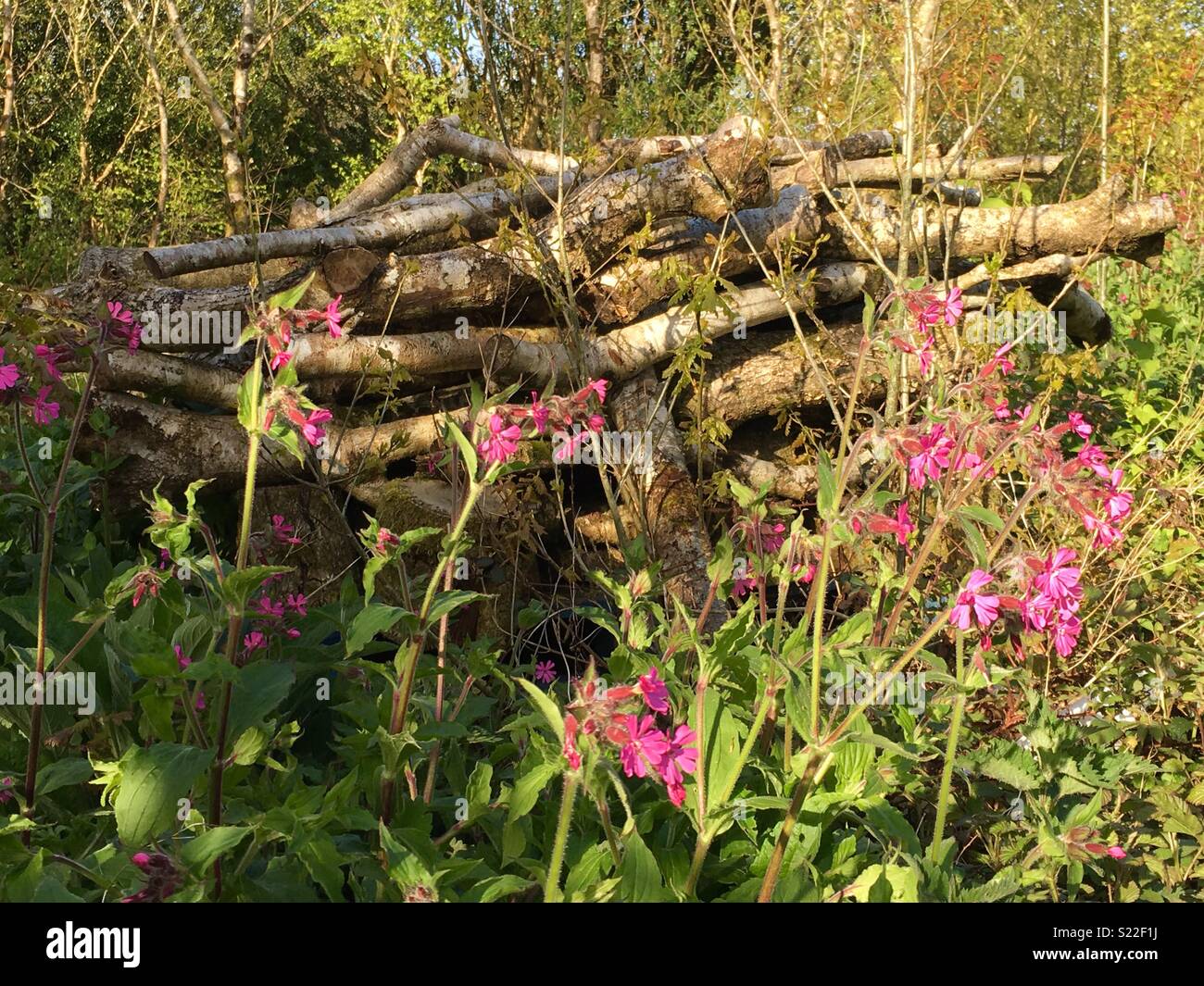 Woodland flowers in Cornwall Stock Photo - Alamy