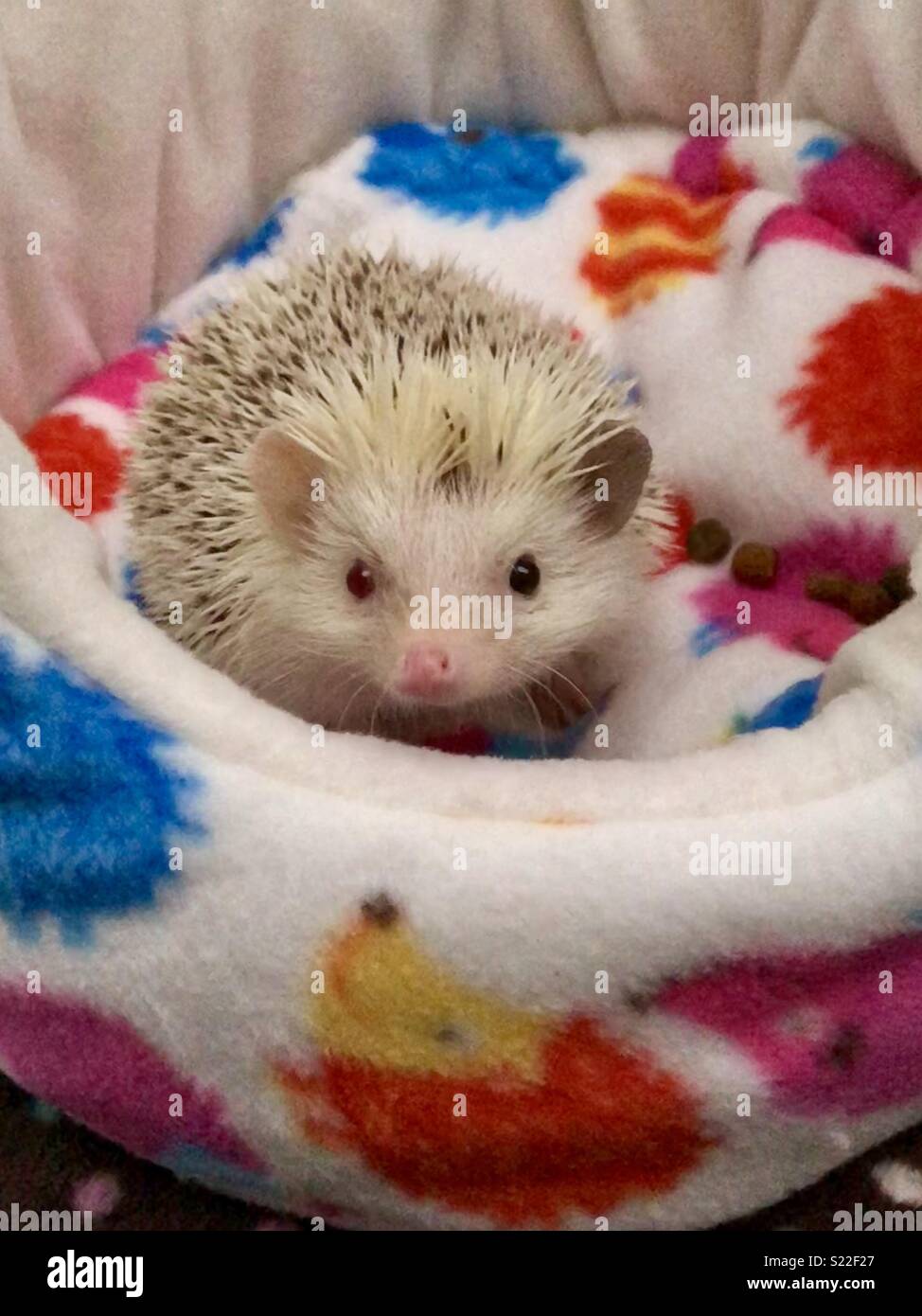 Spike the hedgehog Stock Photo - Alamy