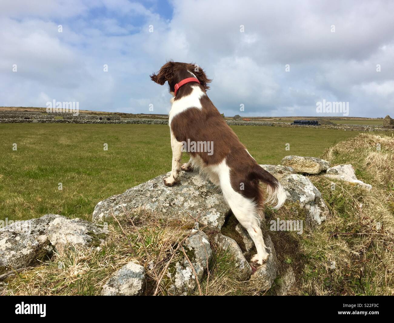 Springer Spaniel looking over a wall in Cornwall Stock Photo - Alamy