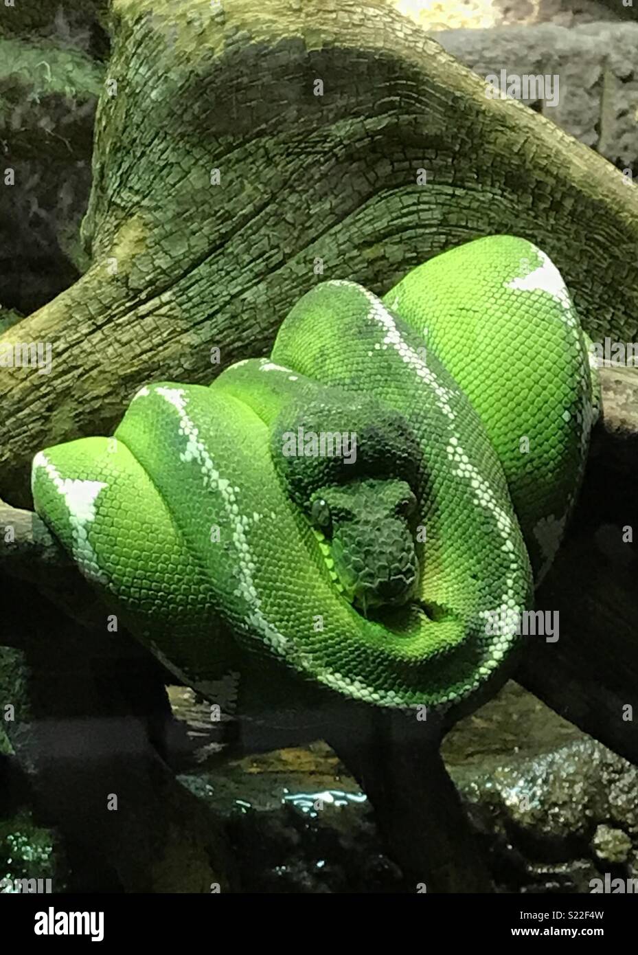 Curled Round A Branch High Resolution Stock Photography and Images - Alamy