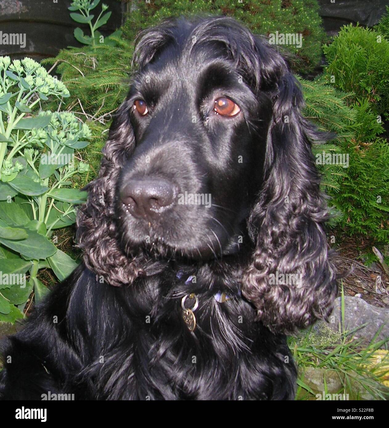 Black cocker hi-res stock photography and images - Alamy
